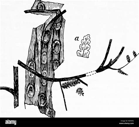 Transverse Section Of Leaf Cut Out Stock Images And Pictures Alamy