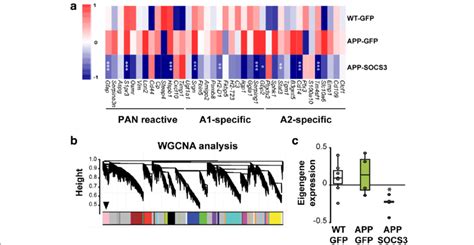 Socs3 Inhibits The Expression Of Reactive Astrocyte Markers A