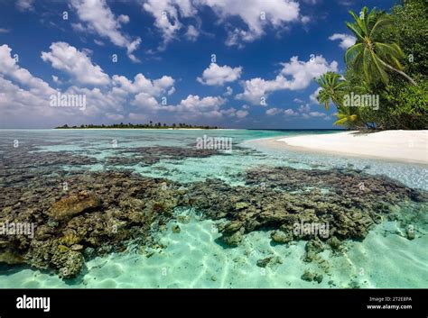 Coral Reef In The Shallow Water Of A Tropical Lagoon In South Ari Atoll