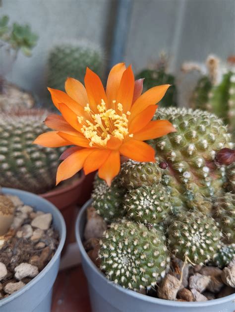 I Love The Velvet Like Effect On The Flowers Of This Little Guy Rcactus
