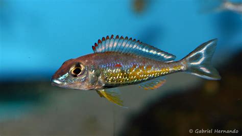 Callochromis Pleurospilus Les Aquapages De Gabriel