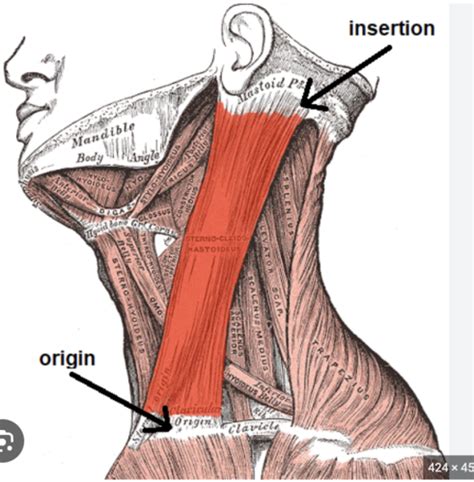 Action Origin And Insertion Of Muscles Flashcards Quizlet