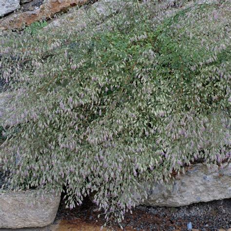 Plants That Had Rather Phyte Than Switch Habits And Habitats Juniper
