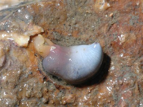 What Is Spoon Worm At Shannon Sessions Blog