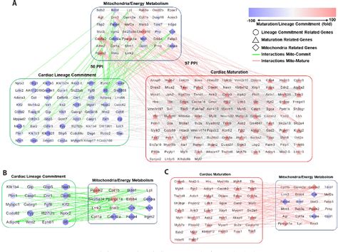 Figure 2 From Mitochondrial Energy Metabolic Transcriptome Profiles During Cardiac