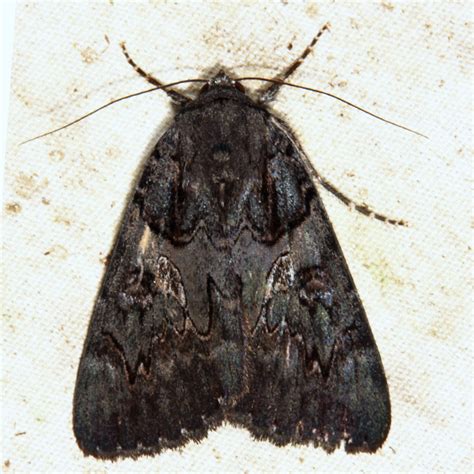 Sweetfern Underwing Catocala Antinympha Bugguidenet