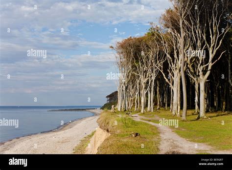 The Ghost Forest Of Nienhagen Germany On The Coast Of Baltic Sea