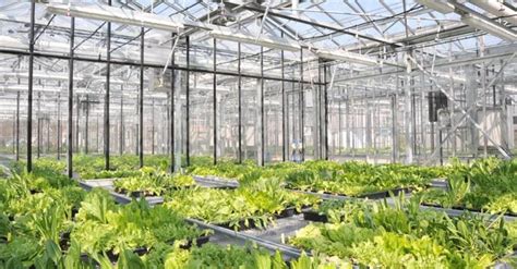 Fumata Nera Della Ue Sulle Biotecnologie In Agricoltura Il Sole 24 Ore