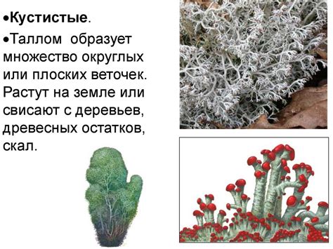 Лишайники. Признаки лишайников - online presentation