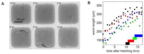 C Elegans Growth In Microchambers A Growth Of A Single C Elegans