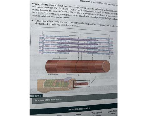 Structure Of Sarcomere Quiz