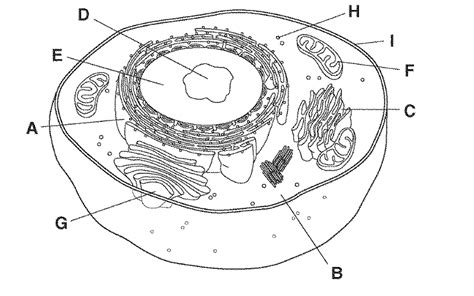 Biology Quiz Cells Diagram Quizlet