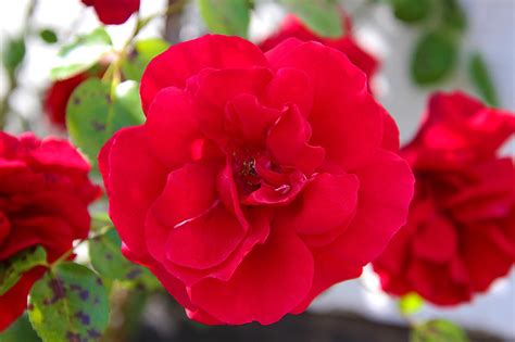 ดอกกุหลาบ ดอกไม้ ดอก ภาพฟรีบน Pixabay Pixabay