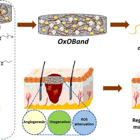 Schematic Presentation Of The Biogenesis And Composition Of The Three Download Scientific