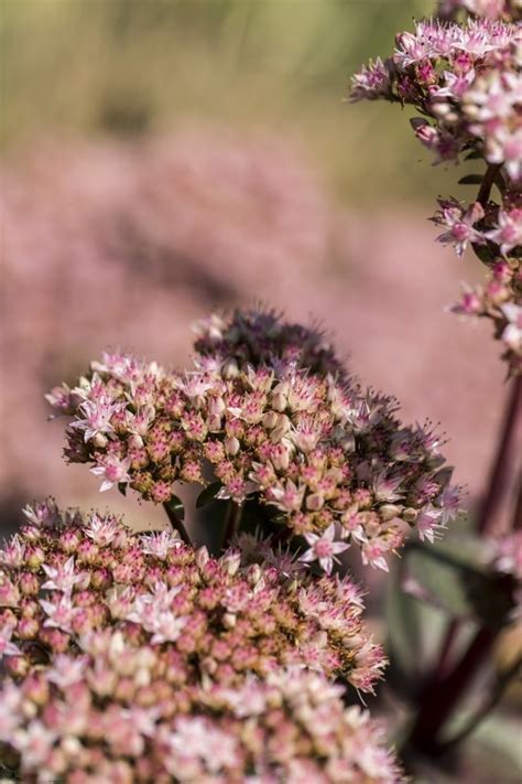 Gedenkseite Für Eva Maria Bohnert Bestattungsinstitut August Holdorf Ohg