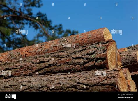 Pine Wood Of Coniferous Trees During Logging Logging And Cutting Of