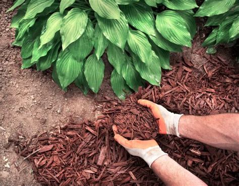 Landscaping Under Pine Trees 15 Plants Thatll Thrive Outdoor Happens