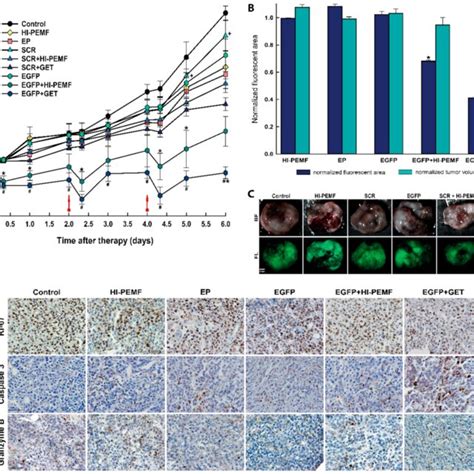 In Vivo Reduced Expression Of Egfp Mrna Level And Protein Egfp Level Download Scientific