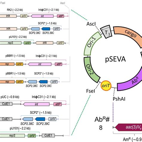 Pdf Multifunctional Seva Shuttle Vectors For Actinomycetes And Gram