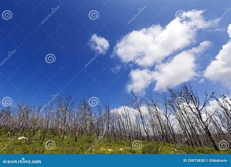 Naked Spring Grove Stock Photo Image Of Blue Forest