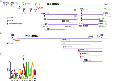 Mapping Of Rnase E Cleavage Sites Rna Fragments From The Gels In Fig 4