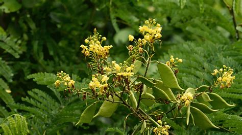 The Garden Of Naturalsolution