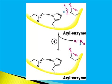 Mechanisms Of Enzyme Action PPT
