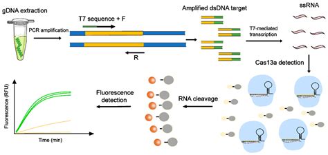 Jpm Free Full Text An Ultrasensitive Pcr Based Crispr Cas13a Method For The Detection Of