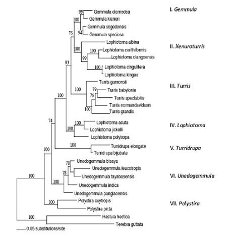 Phylogenetic Tree Optimal Tree For The Combined 12s Rrna And 16s Rrna