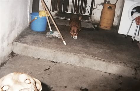 Morre Aos 31 Anos Bobi O Cachorro Mais Velho Do Mundo