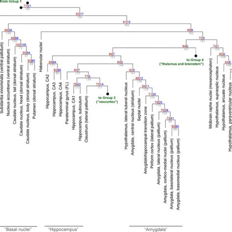 The Hierarchical Clustering Of Brain Structures Group 1 At Each Download Scientific Diagram