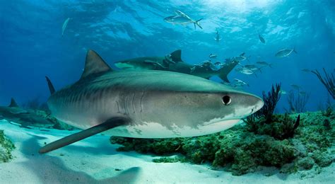 [200 ] Tiger Shark Wallpapers