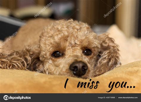 Top 999 Sad Miss You Images Amazing Collection Sad Miss You Images