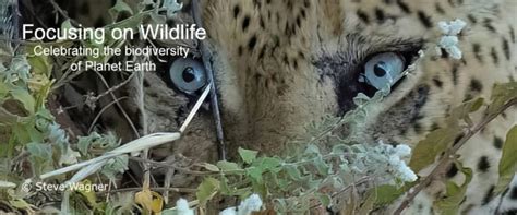 The Burmese Python Problem How 20ft Predators Are Wreaking Havoc On The Everglades Focusing