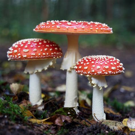 Mushroom Edibility Classification Kaggle
