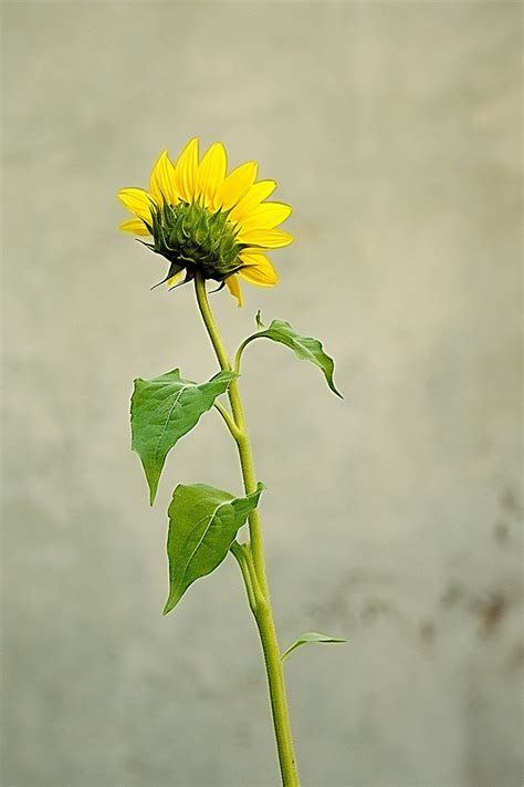 해바라기는 꽃이다 배경 배경 화면 및 일러스트 무료 다운로드 Pngtree