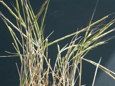 Weeds Flashcards Quizlet