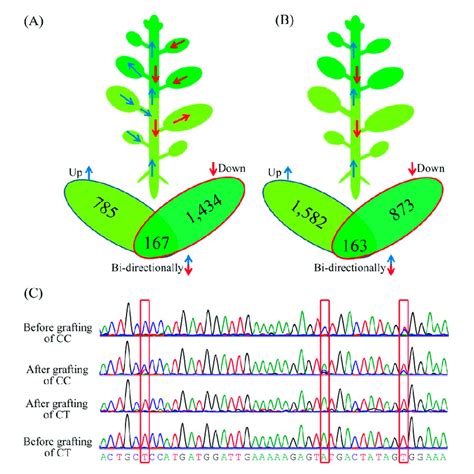 Diagrams Of Messenger Rna Mrna Movement In Ct And Cc A Mrna