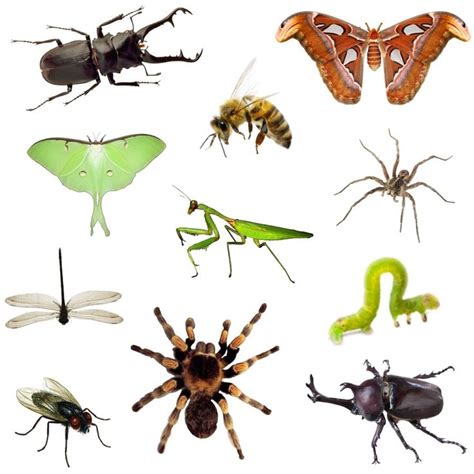 Bug Sticker Sheet Many Different Types Of Bugs And Insects