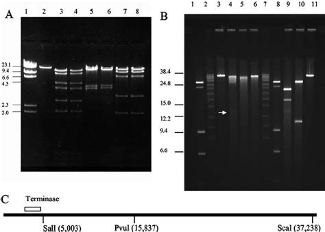 A Restriction Digestion Analysis Of Hsic Genome Lane Molecular