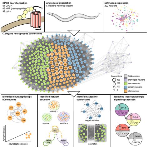 The Neuropeptidergic Connectome Of C Elegans Neuron