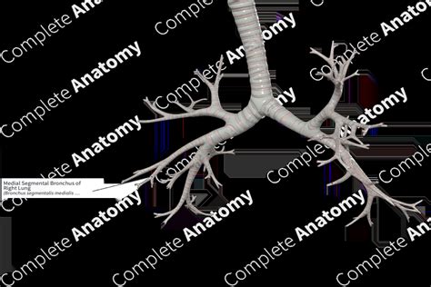 Medial Segmental Bronchus Of Right Lung Complete Anatomy