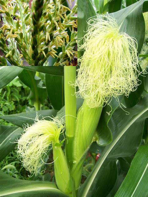 玉米雌花 玉米雄花 伤感说说吧