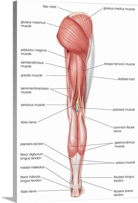 Posterior View Of The Muscles Of The Hip Thigh And Lower Leg Great