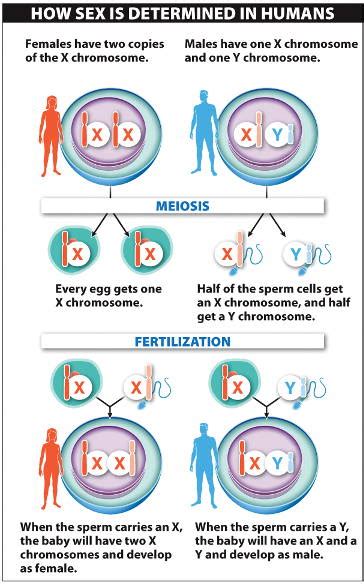 Y Chromosome Sperm Life In Uterus