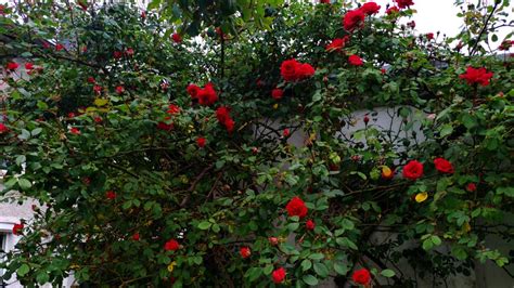 Die Hafermilch Enjoying The Postapocalypse