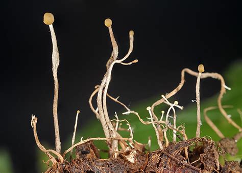 Nature Photography By Dragisa Savic