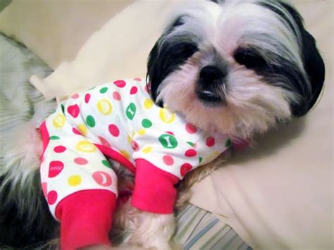 20 Movie Inspired Shih Tzu Costumes Youd Love Page 3 Of 10 Shih