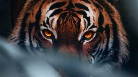1920x1080 Tiger Face 4k Laptop Full Hd 1080p Hd 4k Wallpapers Images Backgrounds Photos And
