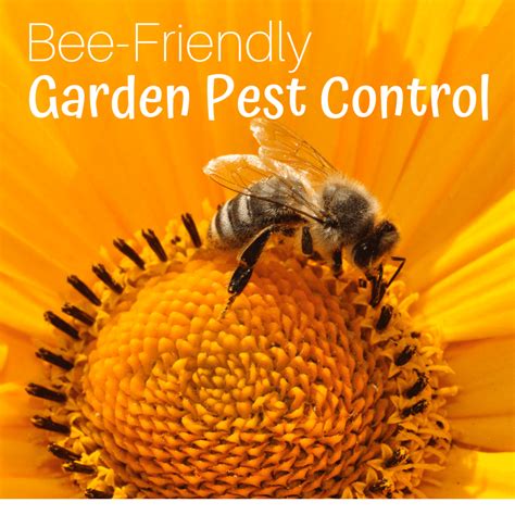 Bee Friendly Garden Pest Control Options Homemade And Happy